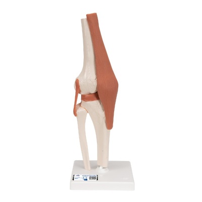 3B Scientific Functional Knee Joint Model | Health and Care